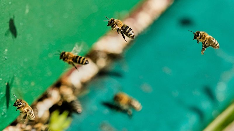 World Bee Day: bees under threat, but solutions exist, report finds