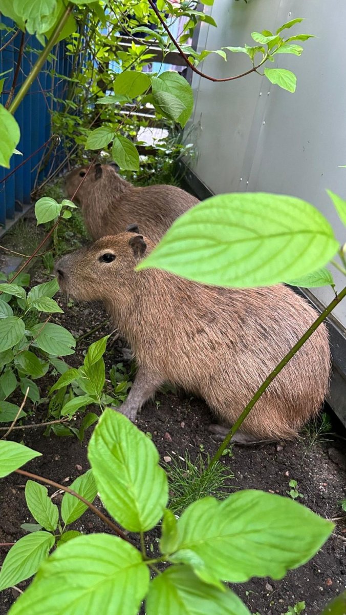 Two capybaras escape private zoo in Poland