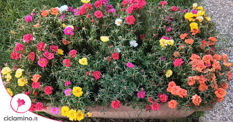 La pianta da balcone che chiude i suoi petali non appena sente arrivare ...