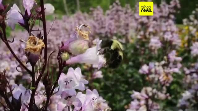 World Bee Day: bees under threat, but solutions exist, report finds
