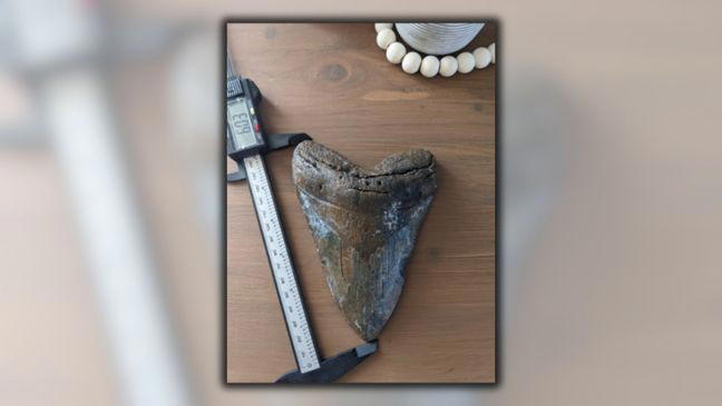 Florida diver discovers rare six-inch megalodon tooth off Gulf Coast