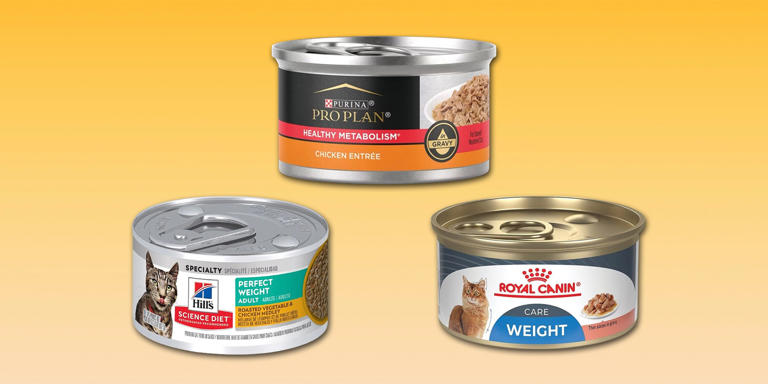 Best weight loss food for cats, according to veterinary guidelines