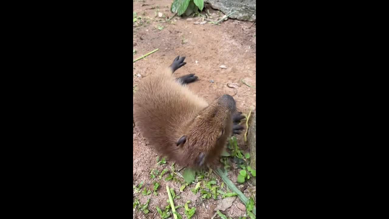 Sleepy capybara has body scratched with stick at zoo