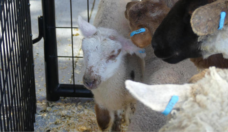 Shear Bliss: O'Brien Farm showcases knitting cycle from sheep to socks
