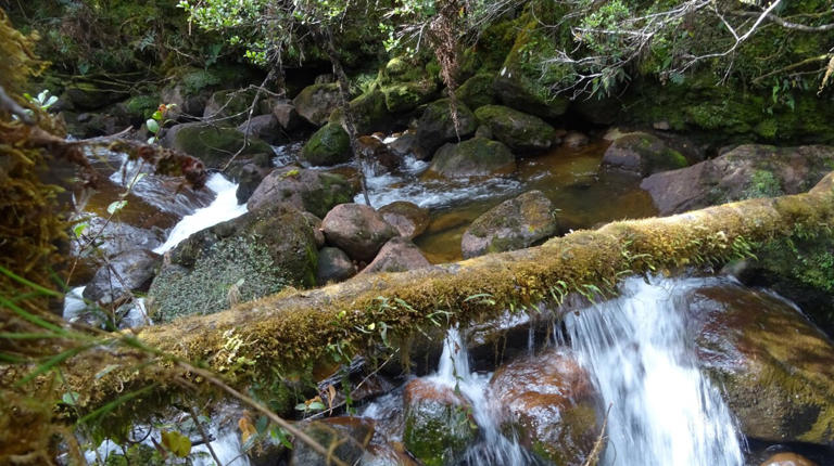 The mysterious Giant Woolly Rat: Largest rodent in Australia and ...