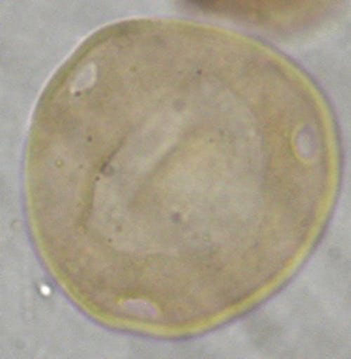 Ancient pollen reveals stories about Earth’s history, from the asteroid ...