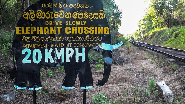 Un jeune éléphant tué par un train déjà impliqué dans une collision ...