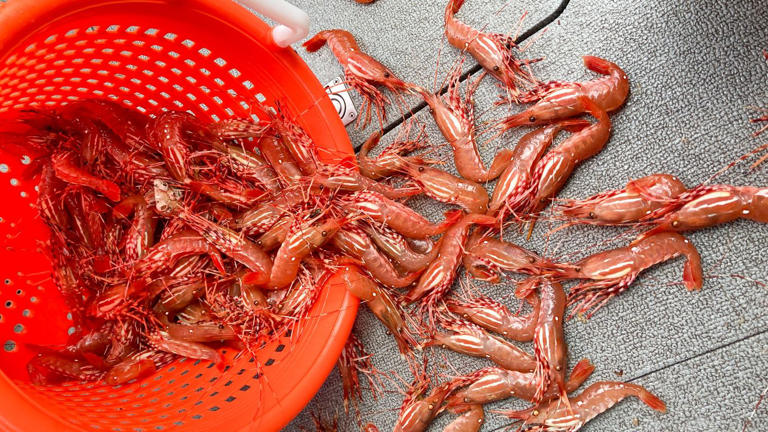 Spot shrimp season hits Seattle — but blink and you'll miss it