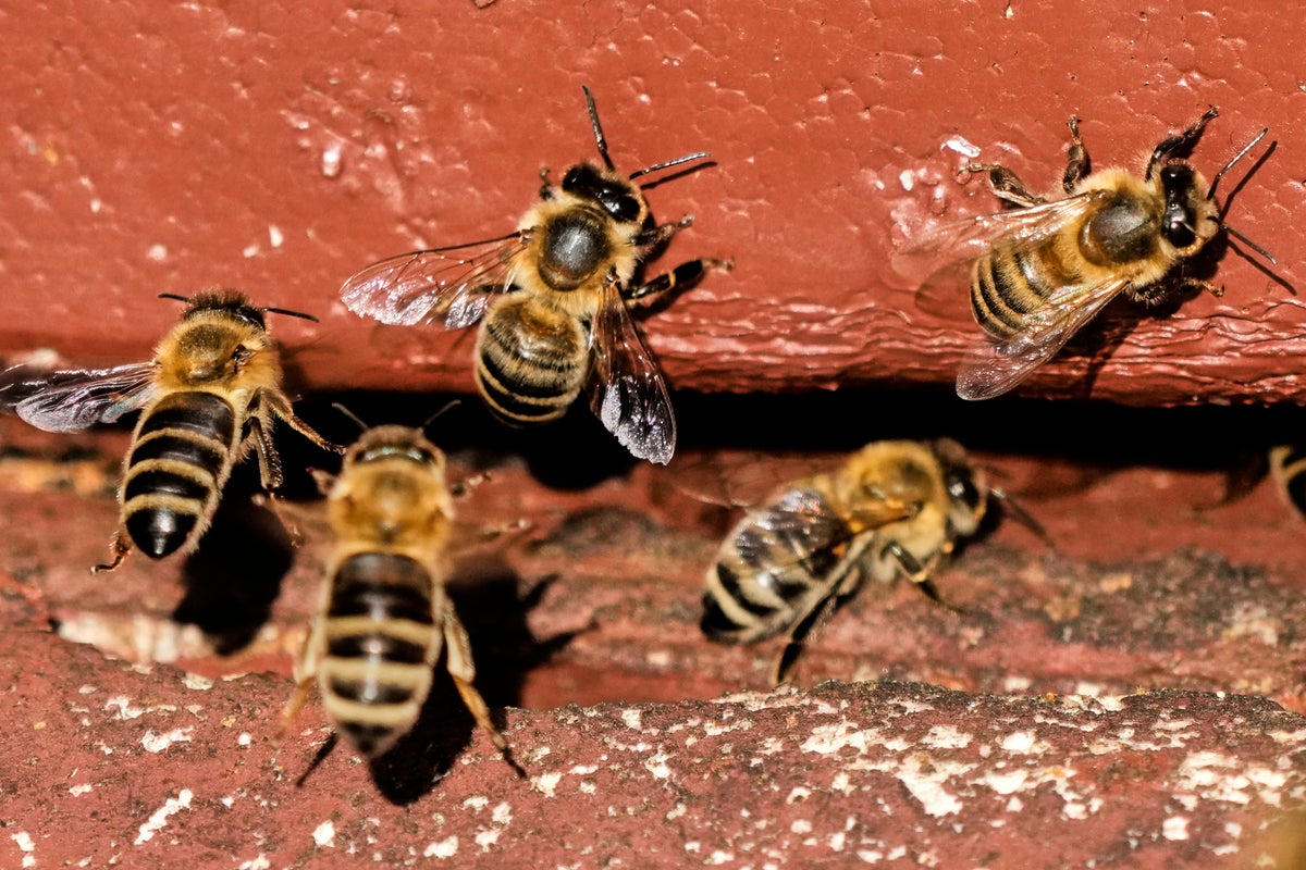 On 'World Bee Day,' the bees remained busy — and oblivious to threats ...