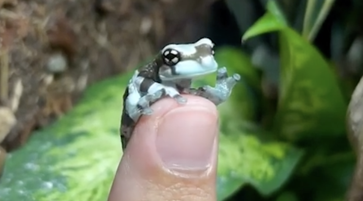 One-in-a-Million Frog Born With Extra Hand Is Thriving in California
