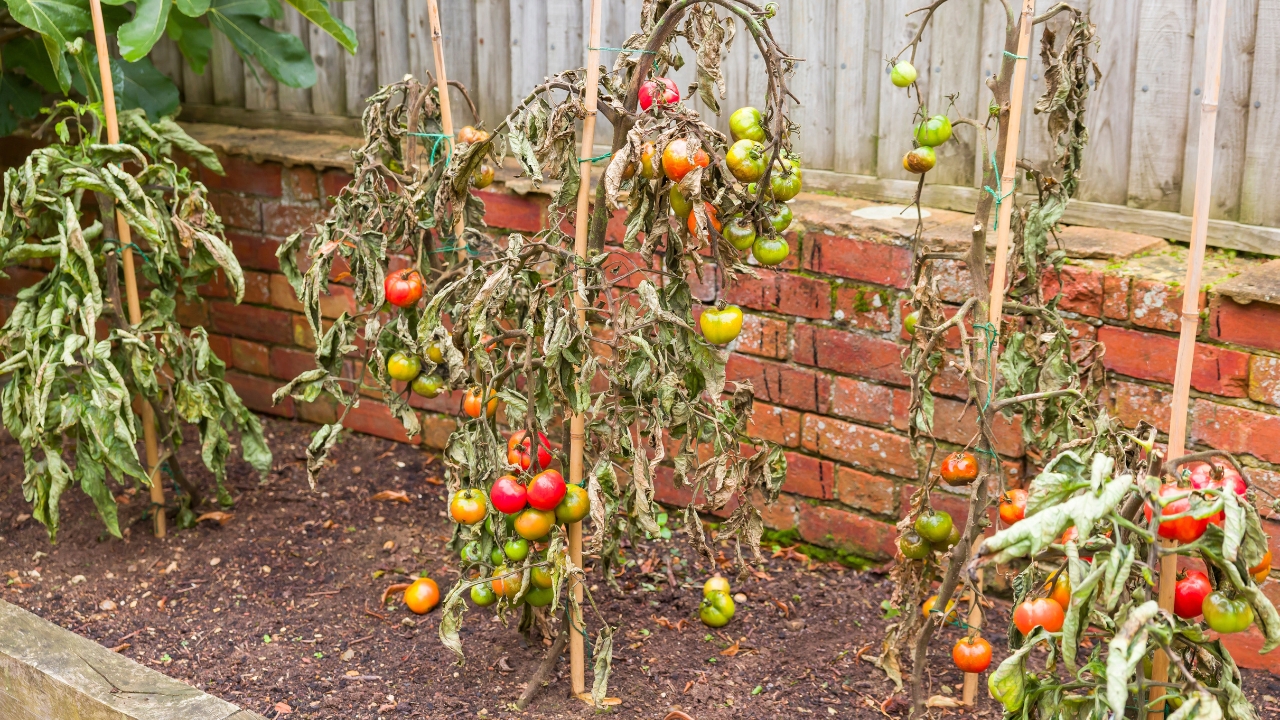 10 Mistakes That Will Cost You an Entire Harvest