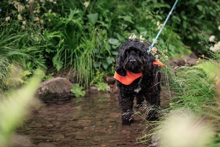 In pictures: Dogs steal the show at Monty Don’s first-ever Chelsea ...