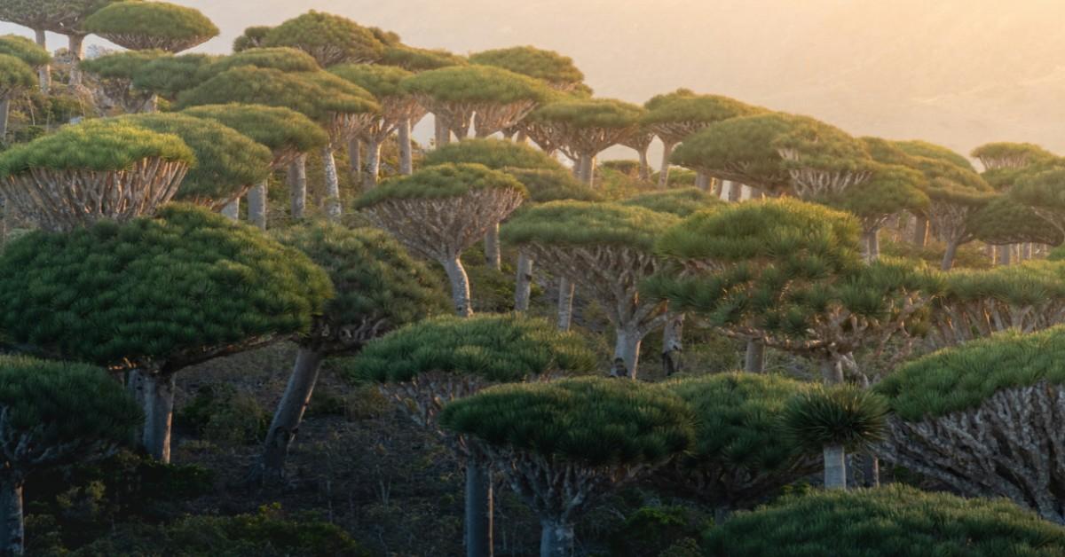 Meet the Dragon’s Blood Tree, an Endangered Tree That Only Grows in One ...