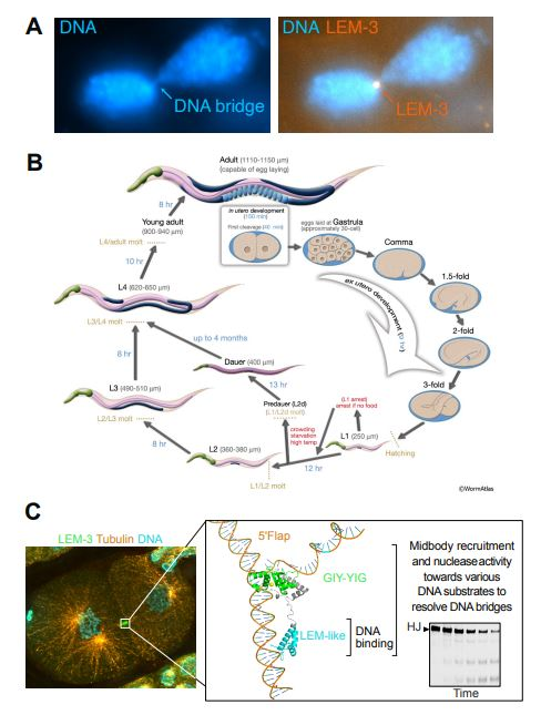 How LEM-3 Cleaves DNA Bridges During Cell Division Revealed