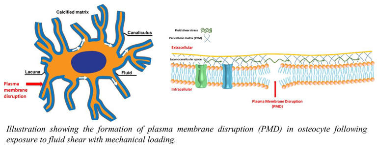 The silent injuries that shape our skeletons and an overlooked rescue ...