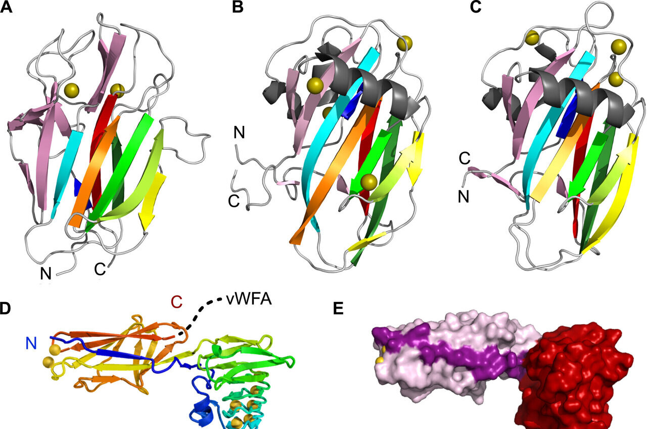 Stopping infections before they can start: Promising approach blocks ...