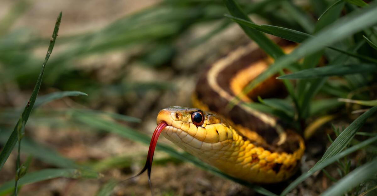 15 Plants That Help Keep Snakes Out of Your Garden