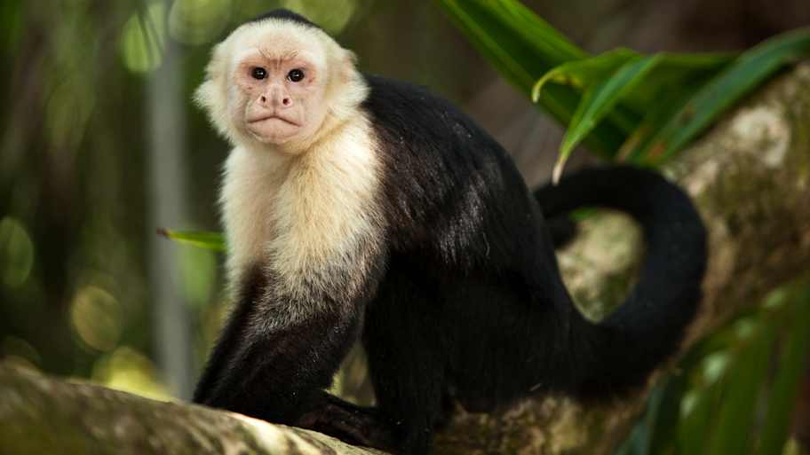 Capuchins Are ‘Kidnapping’ Baby Monkeys of Different Species, And ...