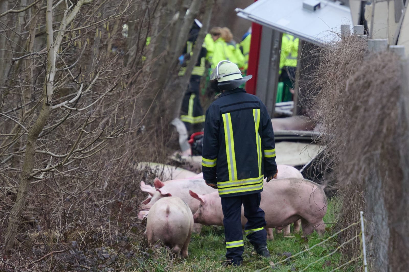 Number of pigs slaughtered in Germany up for first time in 8 years