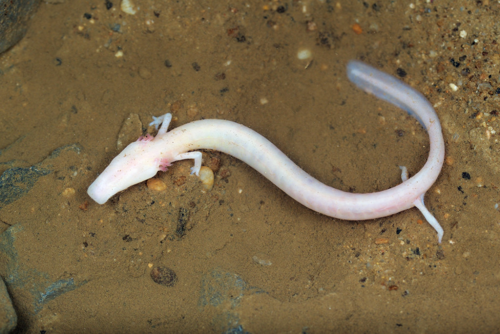 14 Creatures Found in Caves—and Nowhere Else