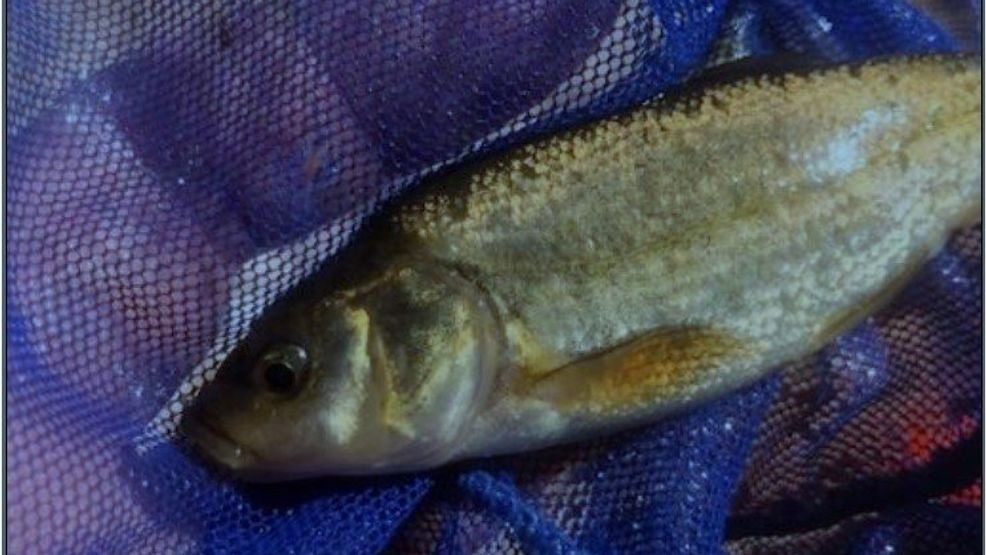 U.S. Fish and Wildlife Service proposes protection for Fish Lake Valley ...