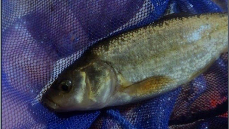 U.S. Fish and Wildlife Service proposes protection for Fish Lake Valley ...