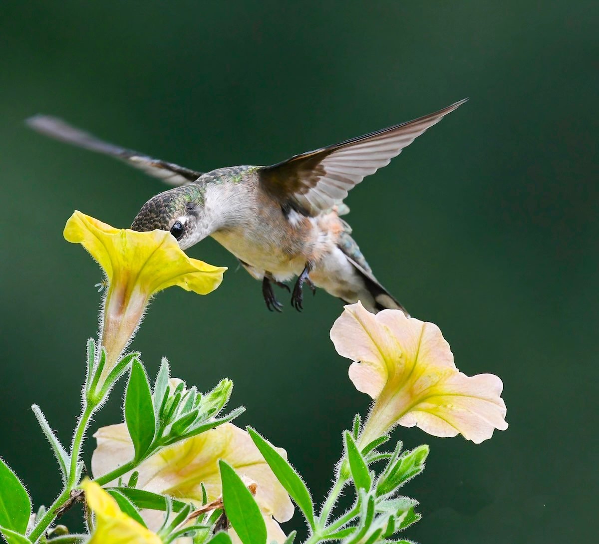 16 Long-Blooming Plants to Attract Hummingbirds and Butterflies