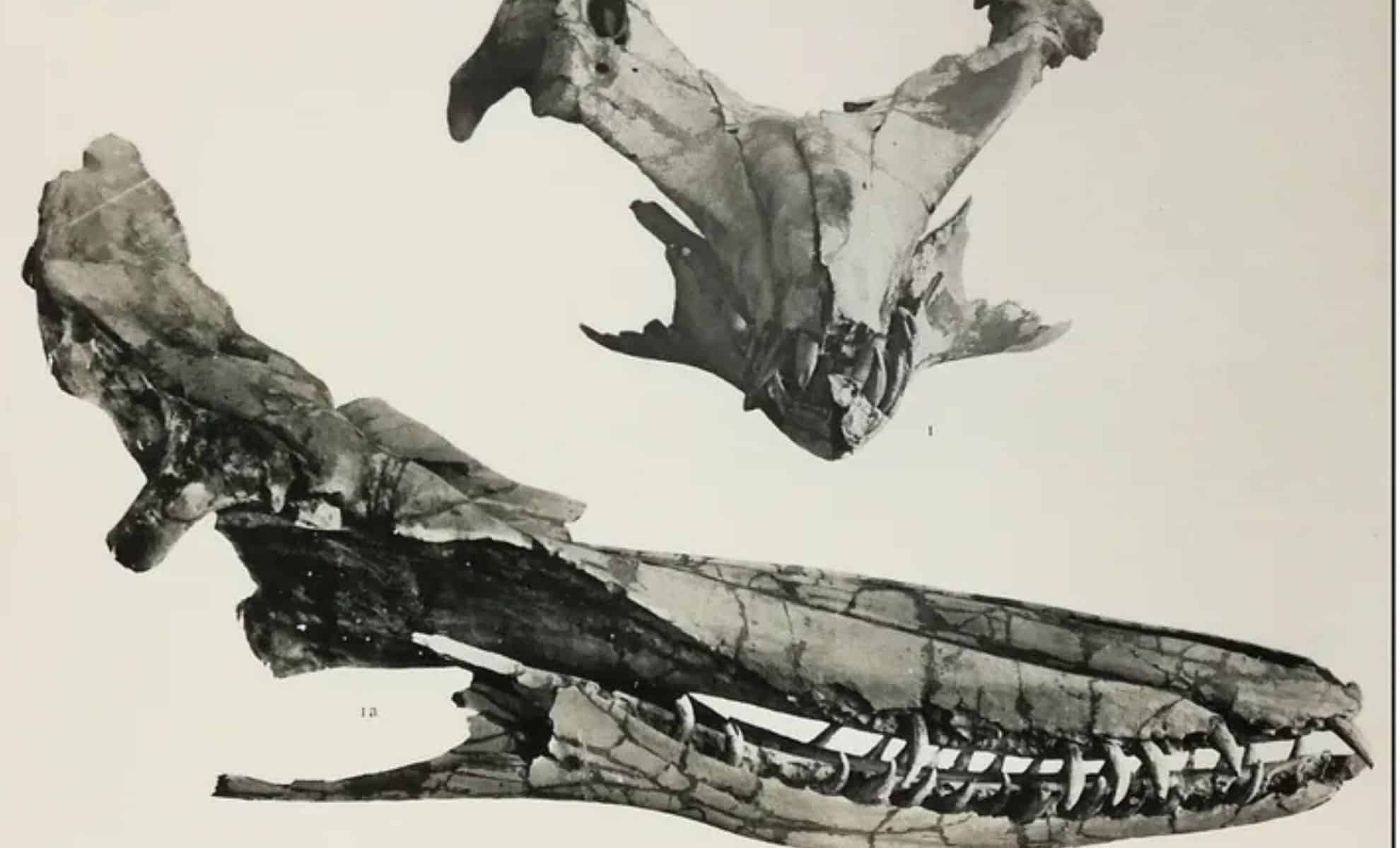 Scientists Stumble Upon Mysterious 20-Million-Year-Old Sperm Whale ...