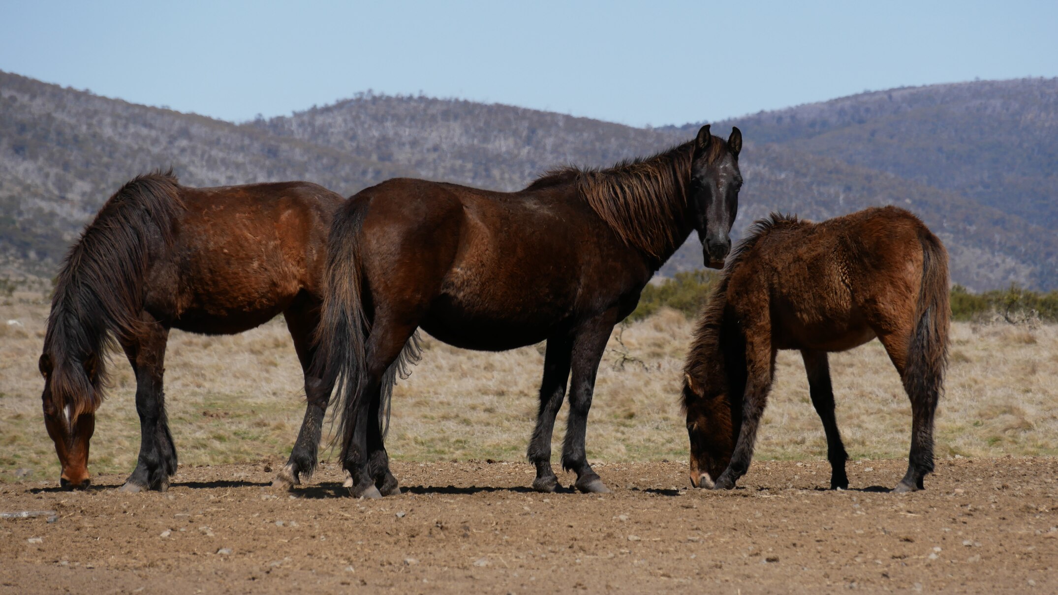 Kosciuszko wild horse numbers less than 6,000 triggering reproductive ...
