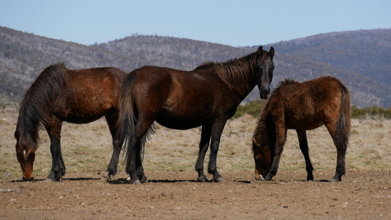 Kosciuszko wild horse numbers less than 6,000 triggering reproductive ...