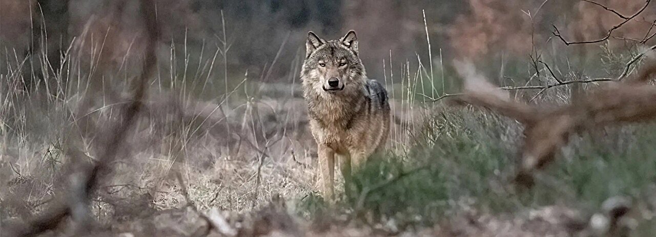 Wolves in the Netherlands feed mainly on wild animals, but also target ...