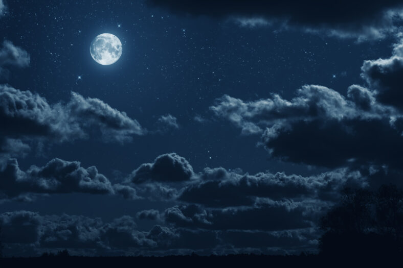 5 Animals That Behave Differently In Moonlight