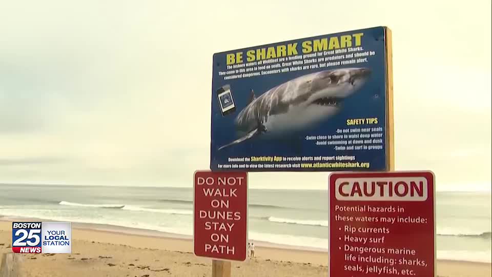 Fifty years after ‘Jaws’, great white sharks remain a Cape Cod fixture