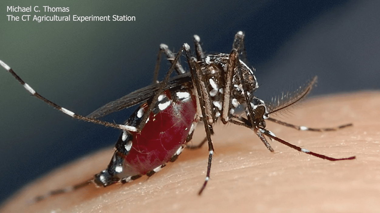 Invasive mosquito expected to return to Connecticut this summer