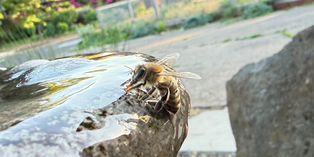 Yes, You Should Be Watering Your Bees. Here’s How