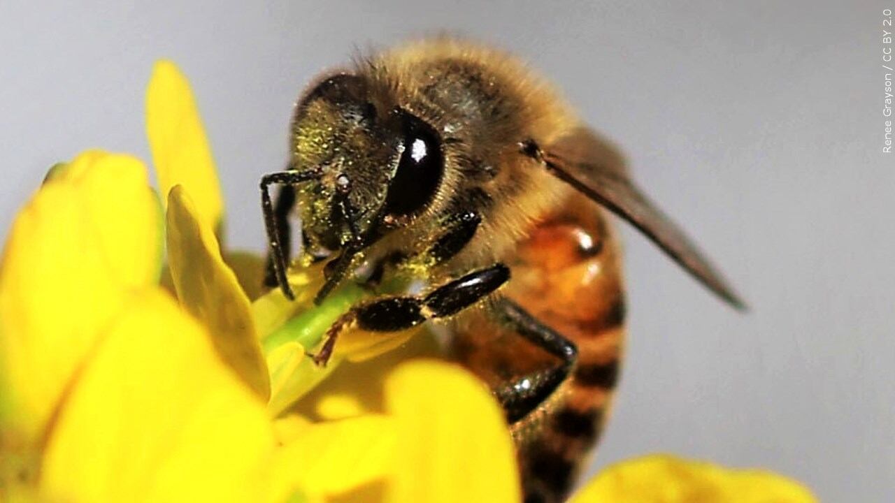 United Nations recognizes May 20 as World Bee Day