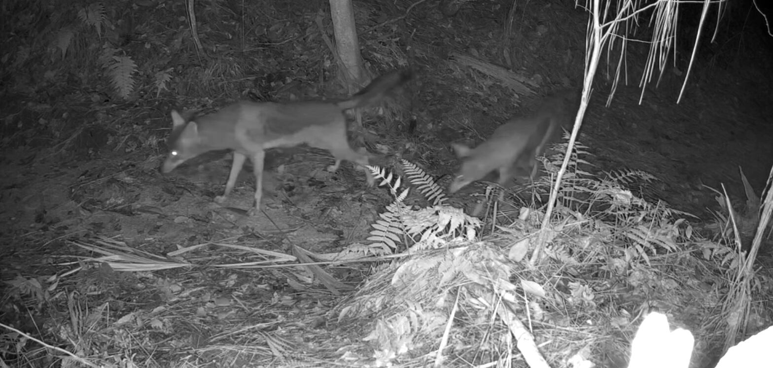 City of Daphne hires coyote removal services