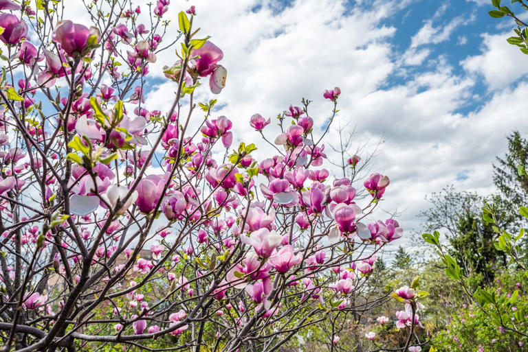 These 17 flowering trees will make your yard the envy of the neighborhood