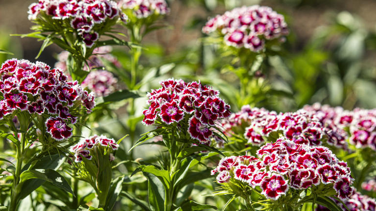 15 Low-Maintenance Flowering Plants That Will Thrive In The Sun