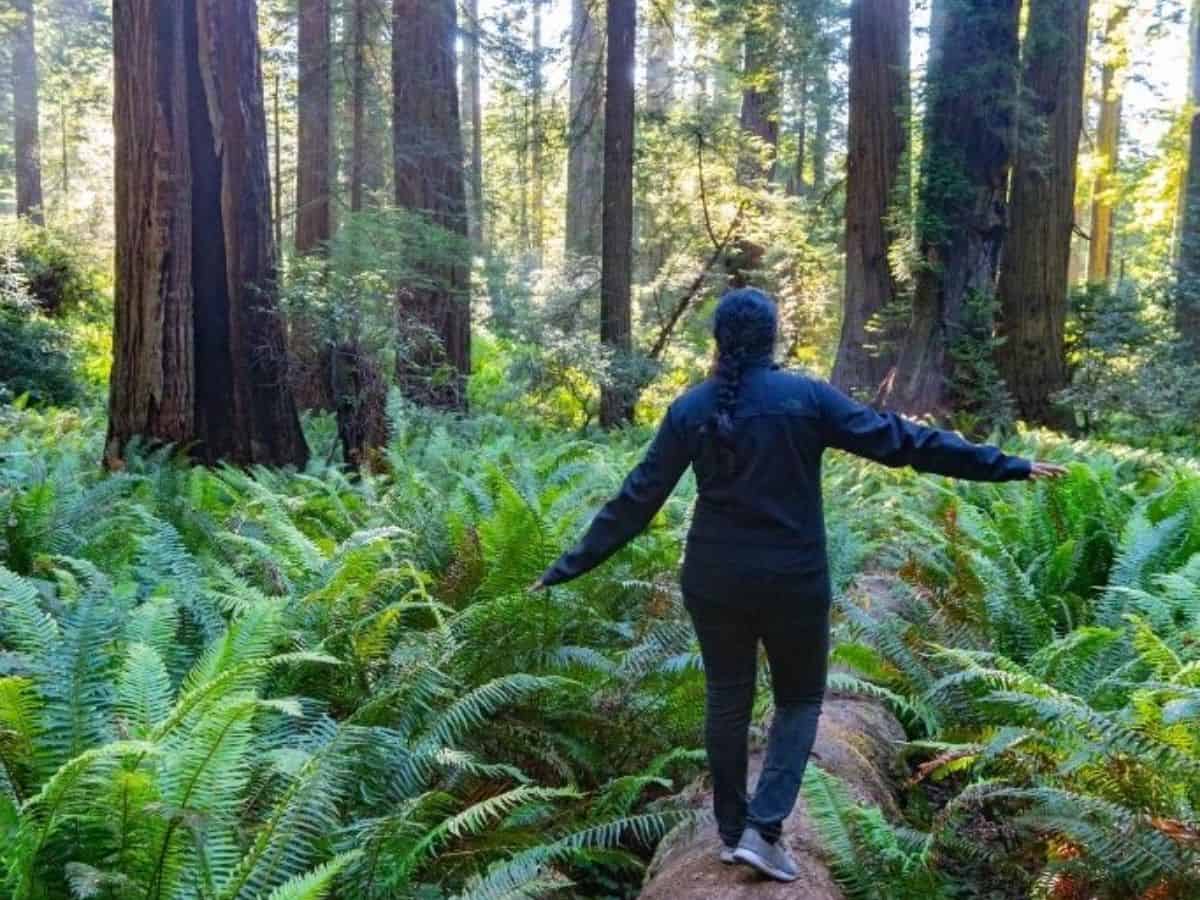 This California Forest Hides Beaches, Waterfalls, and Redwoods Older ...