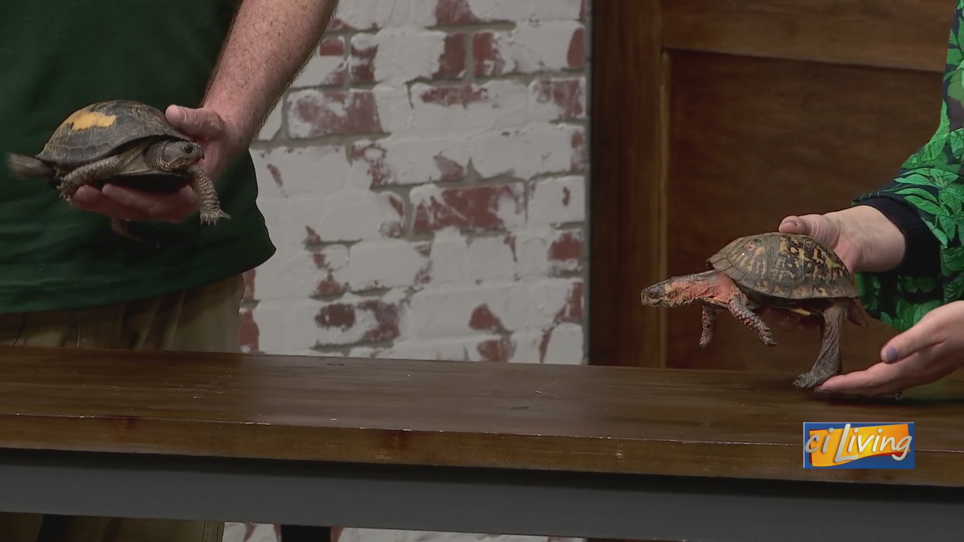 Being Aware of Box Turtles