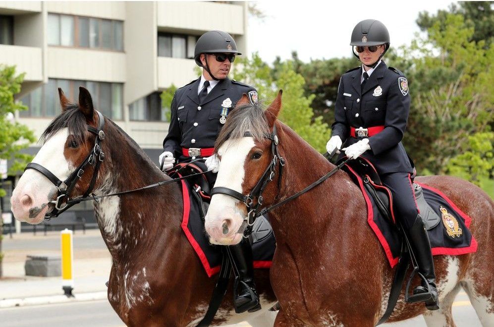 Ottawa Police Mounted Unit about to take to the streets