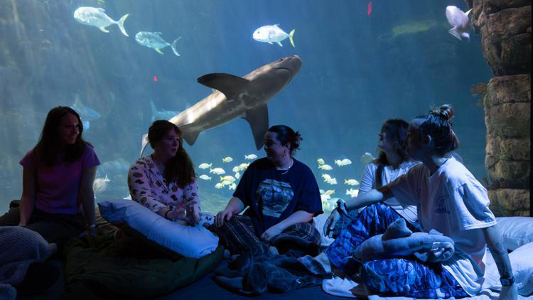 Catch some Zzz’s under the sea at the Virginia Aquarium’s 21+ overnight ...