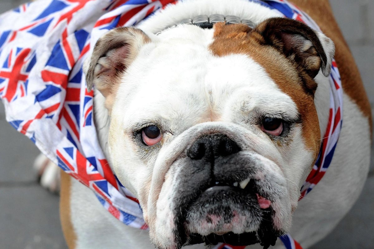 ‘Status symbol’ dog becomes the UK’s most expensive breed