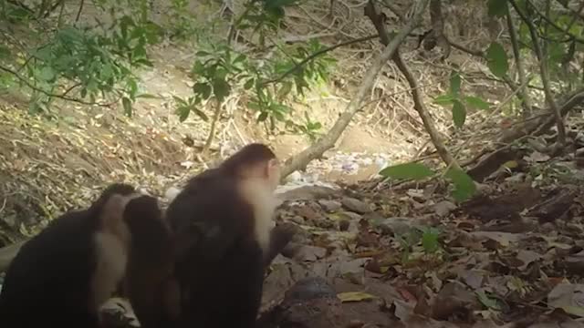 Monkeys caught on camera ‘kidnapping’ another species’ babies