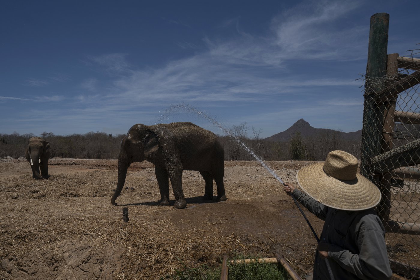 AP PHOTOS: Tigers, jaguars and elephants are the latest to flee Mexico ...