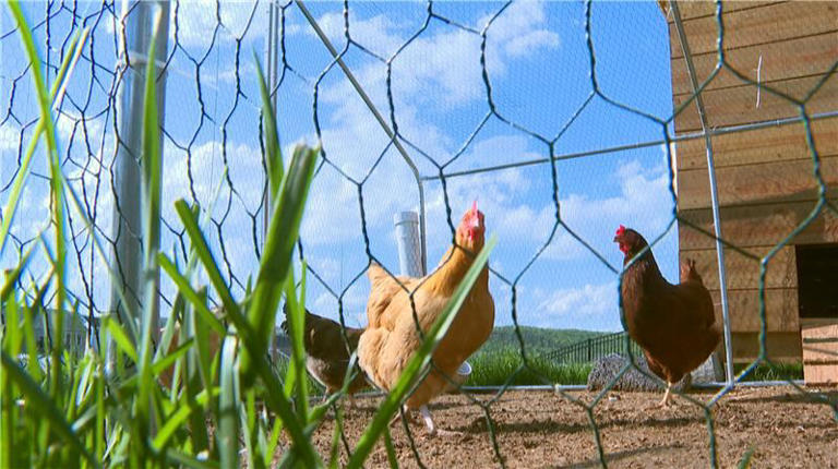 Blue Springs approves backyard chickens with these new rules