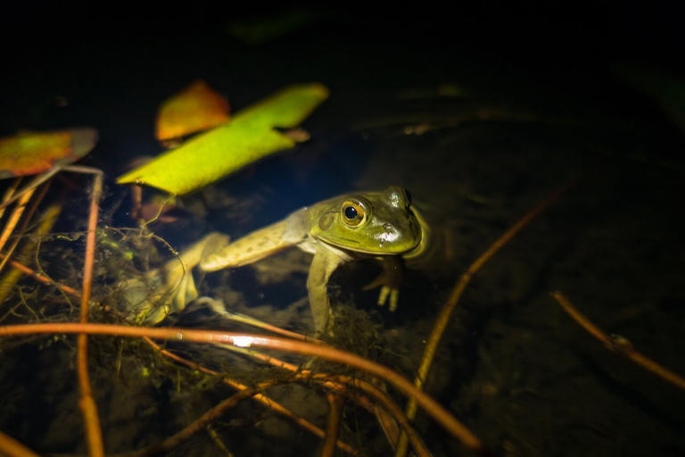 Native turtles return to Yosemite after removal of invasive bullfrogs