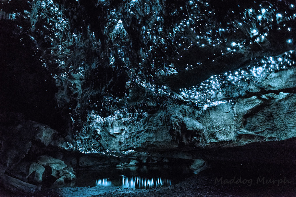 14 Creatures Found in Caves—and Nowhere Else