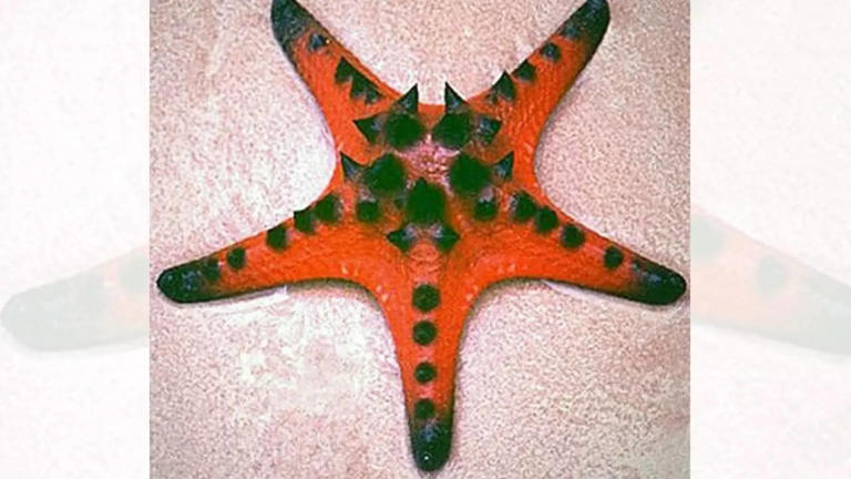 10 animals with food-inspired names from the fried egg jellyfish to the ...